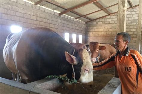 Kisah Peternak Boyolali 2 Sapi Dibeli Jokowi Buat Kurban Idul Adha