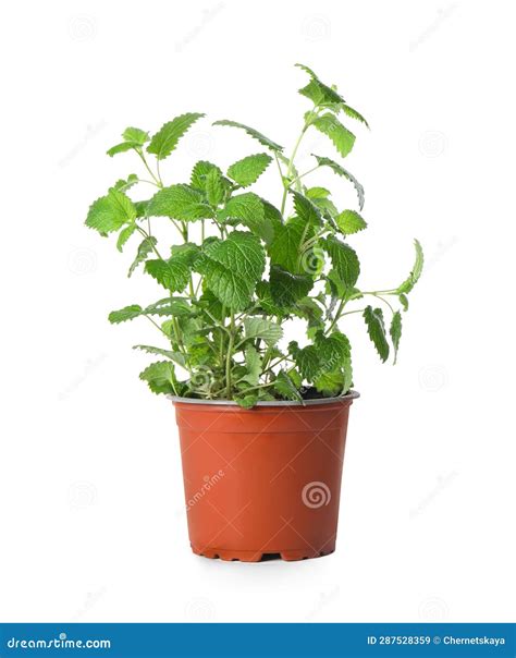 Aromatic Green Potted Lemon Balm Plant Isolated On White Stock Image
