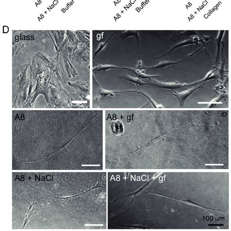 Human Mesenchymal Stem Cell Culture On A8 Hydrogel Cell Viability Plot