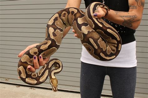 3000g Proven Breeder Fire Ball Python Outback Reptiles