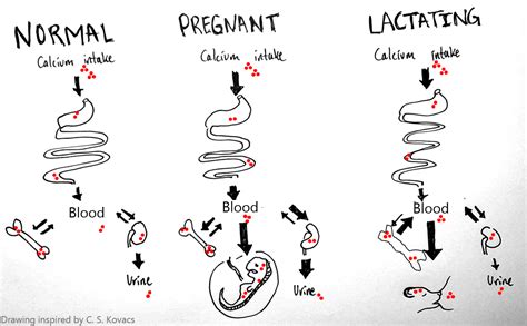 Lead Pb Toxicity Experiment