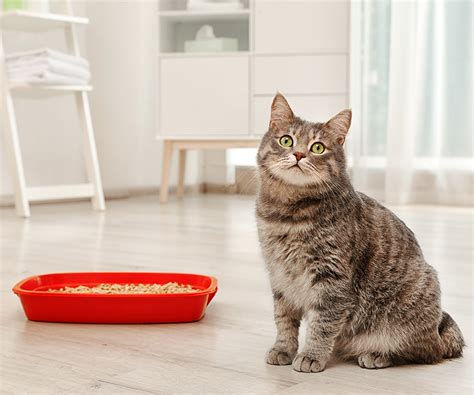 Why Does My Cat Scratch Outside Her Litter Box At Gertrude Grisham Blog