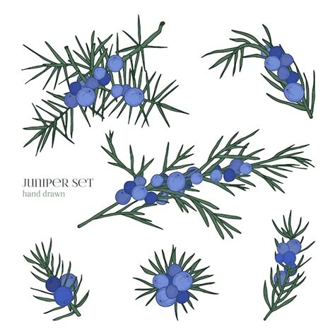 Premium Vector Juniper Set Detailed Hand Drawn Branches With Berries