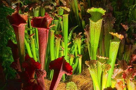 Pitcher Hdr Carnivorous Plant · Free Photo On Pixabay