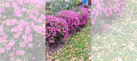 Астра новобельгийская купить в Орле Товары для дома и дачи Авито