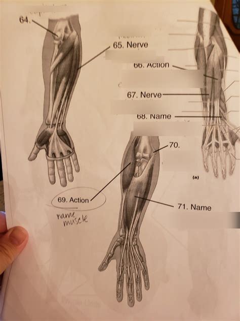 Upper Limb Muscles Diagram Quizlet