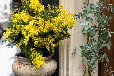 【3月8日は”ミモザの日”】大切な人に贈りたい＜春色の花、ミモザ＞おしゃれなオススメ品種10選 まぶしめカラー＆モフモフが愛らしいミモザの花