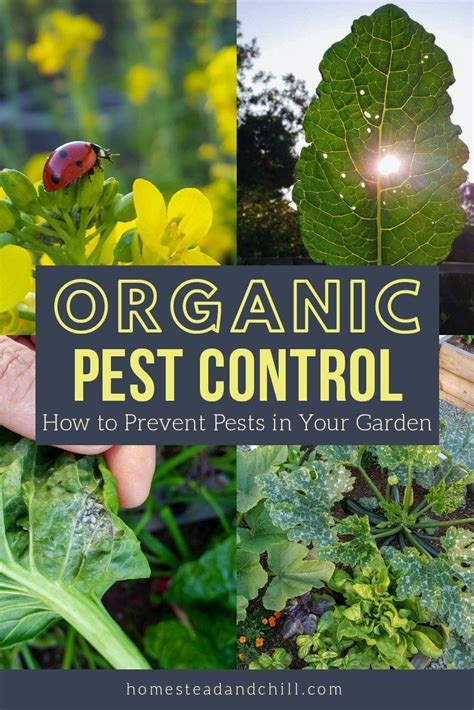 Organic Pest Control Part 1 How To Prevent Pests In The Garden Artofit