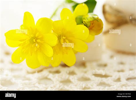 Leaf Objects Health Flower Plant Flowers Wellbeing Hygiene Soap