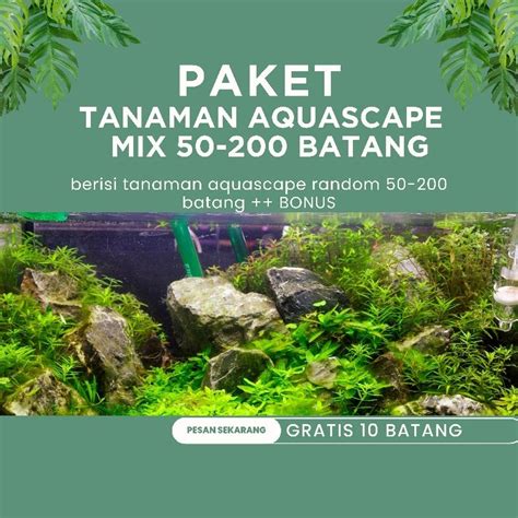Jual Paket Mix Stemp Plant 50 200 Batangbonus 10 Batang Tanaman
