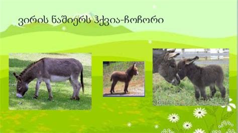 ცხოველები და მათი ნაშიერები