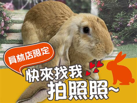 11 1811 19快到東森寵物員林三民東店與超萌兔兔拍照領 50電子折價東森寵物全台最大的連鎖寵物店