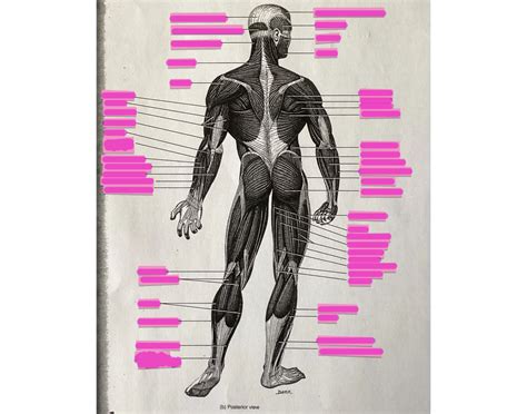 Skeletal Muscles Posterior — Printable Worksheet