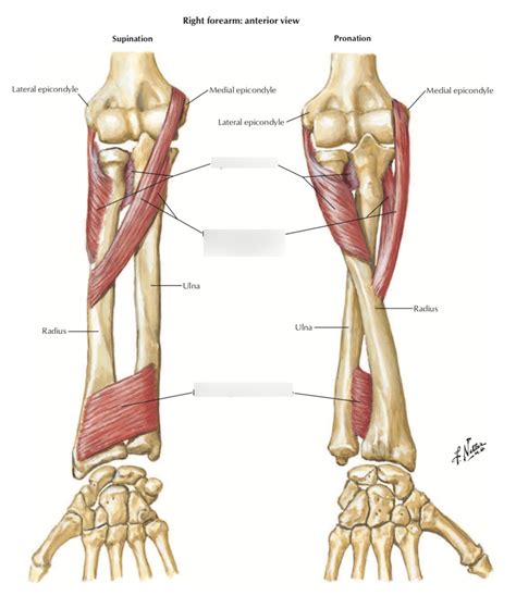 Right Forearm Anterior View Diagram Quizlet