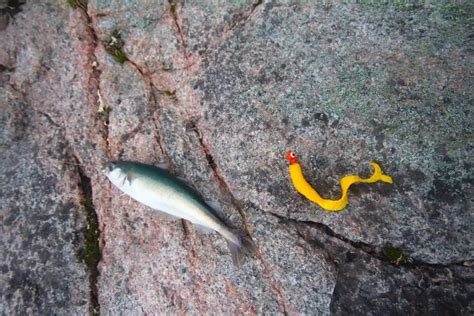 Haddock Vs Cod What Are The Differences Fishstainable