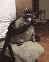 Sad Raccoon Memes Raccoons Have Never Been More Relatable Than They