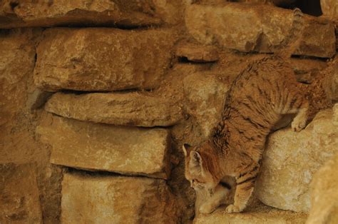 Go Gently — Sand Cat Anne Marie Kalus