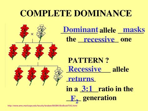 Ppt Exploring Mendelian Genetics 11 3 Powerpoint Presentation Free