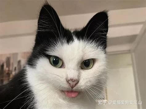 普安特宠物药解答：过年回家，我的宠物该怎么办？ 知乎