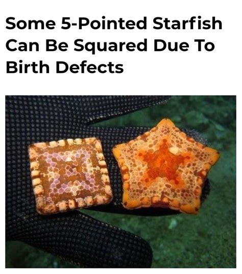 Forbidden Cookies R Forbiddensnacks