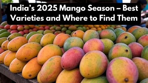 Indias 2025 Mango Season Best Varieties And Where To Find Them