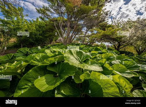 University Of Idaho Arboretum And Botanical Garden In Spring Stock