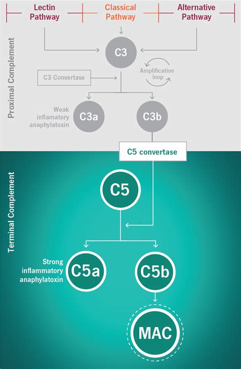 ULTOMIRIS Ravulizumab Cwvz Disease State Information