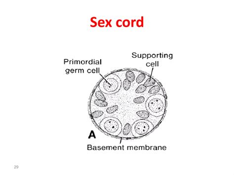 Reproductive System Lecture 2 Pptx Reproductive Health Diseases