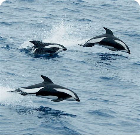 Hourglass Dolphin Cards The Universe And Everything Wiki Fandom