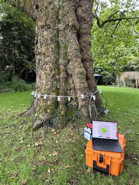 Tree Decay Detection Advanced Tree Inspections