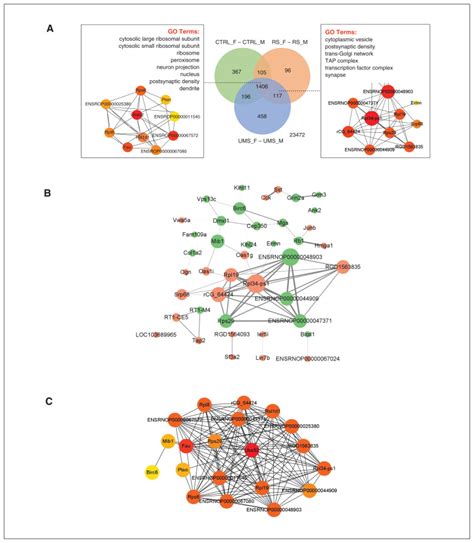 Sex Specific Transcriptional Signatures In The Medial Prefrontal Cortex