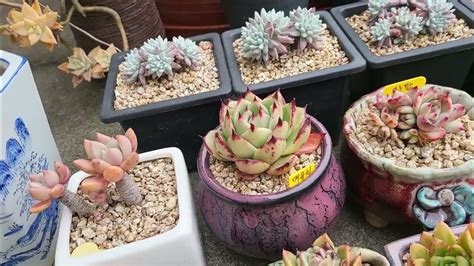 4차다육이들 모아 모아화이트그리니베란다로 들어가전 모습 Youtube