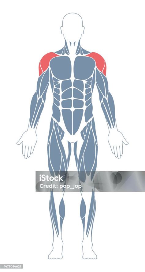 근육계 인체 남성 해부학 Athletyc 피트니스 Trainig 체육관 운동 벡터 일러스트 레이 션 프론트뷰 삼각근 근육에 대한 스톡 벡터 아트 및 기타 이미지 Istock