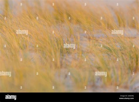Golden Grassland In Helgoland On Sand Dune On Beach At North Sea Stock