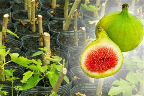 Načini razmnožavanja smokve Agrosavjet