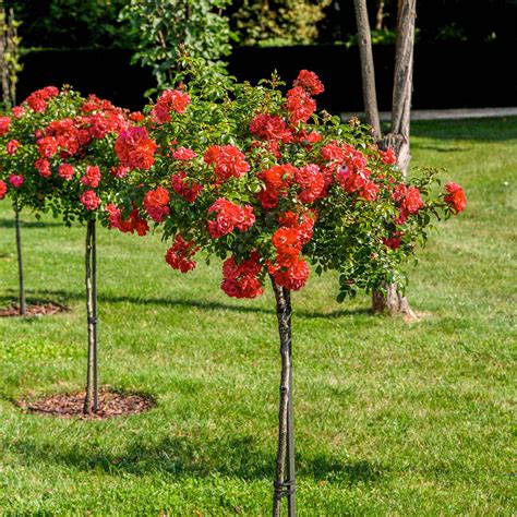 Red Drift® Rose Tree Shop Red Rose Trees For Sale Perfect Plants