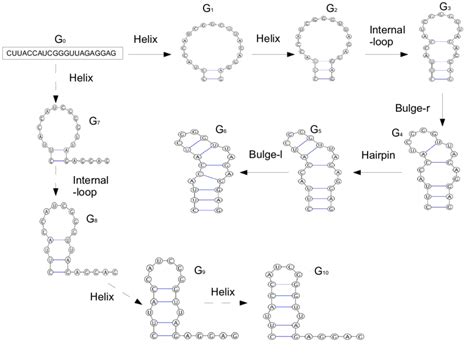 Two Different Derivations Of RNA Secondary Structures Starting From A Download Scientific