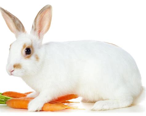 White Rabbit Wallpapers Wallpaper Cave