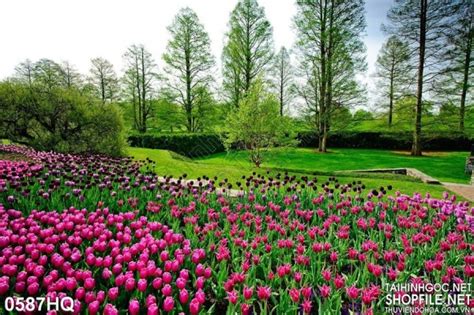 Tranh Hoa Tulip đẹp độc đáo