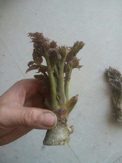 刺嫩芽批发 贵州毕节金沙县刺嫩芽 3000元公斤刺嫩芽 一亩田