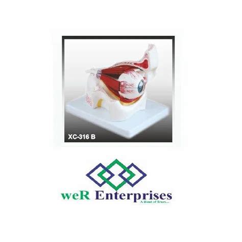 Orbital Prosthesis Ocular Prosthesis Latest Price Manufacturers