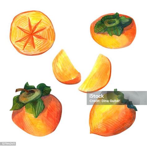 손으로 그린 수채화 오렌지 감은 흰색 배경에 고립 되어 있습니다 맛있는 과일 클립 아트 일러스트 감에 대한 스톡 벡터 아트 및 기타 이미지 Istock
