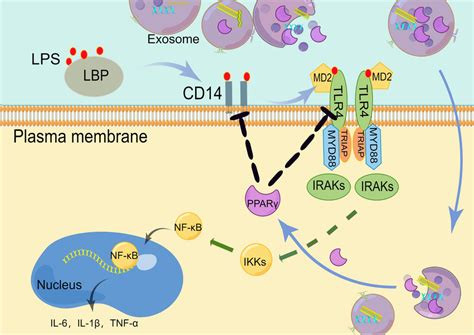 Schematic Representation Of The Possible Role Of Exosomal Pparγ On