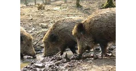 МЗХГ взима мерки срещу евентуални зарази по животни и птици Български Фермер