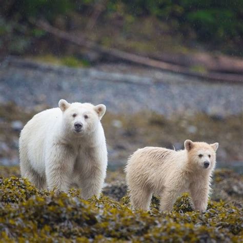 Kermode Bear Or Spirit Bear Ursus Americanus Kermodei World Deer