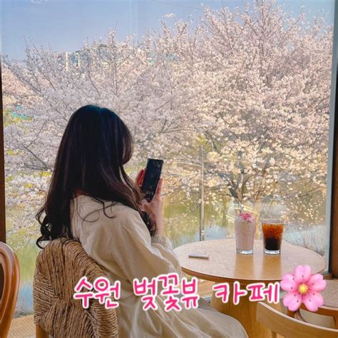 도나스데이 수원 벚꽃뷰 카페 황구지천 벚꽃 개화상태 주차장은어디 네이버 블로그