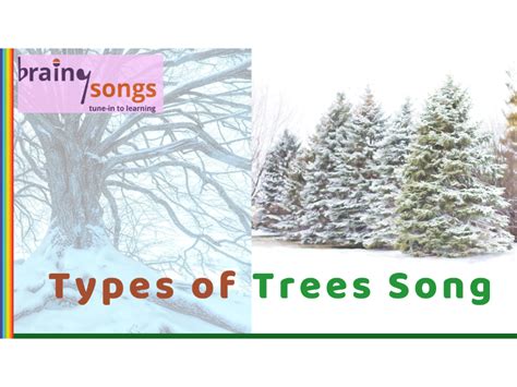 Types Of Trees Deciduous And Evergreen Teaching Resources