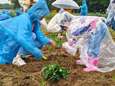 巾帼联动强基 · 儿童友好丨巴南区开展“玉”见你亲子农耕体验活动澎湃号·政务澎湃新闻 The Paper