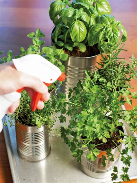 Kitchen Countertop Garden Things In The Kitchen