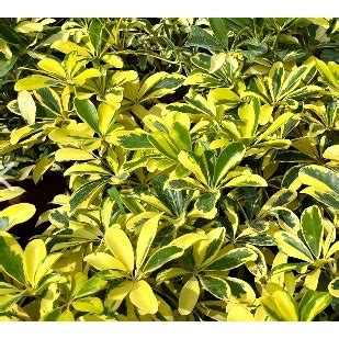 一禪種苗園 葉形像鵝的腳掌 圍籬植物 6吋盆 具招財進寶 空氣淨化衛士 綠化樹種 庭園造景 插花材料 蝦皮購物